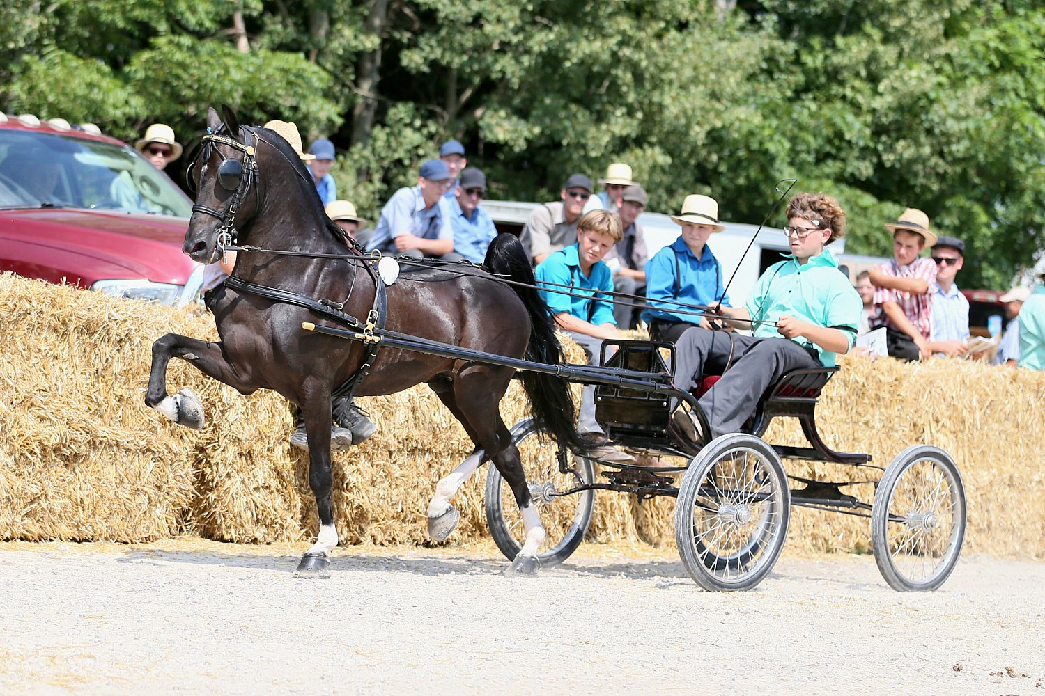 2025 Canadian Hackney & Morgan Sale - Photo Proof Galleries - Taylor S ...